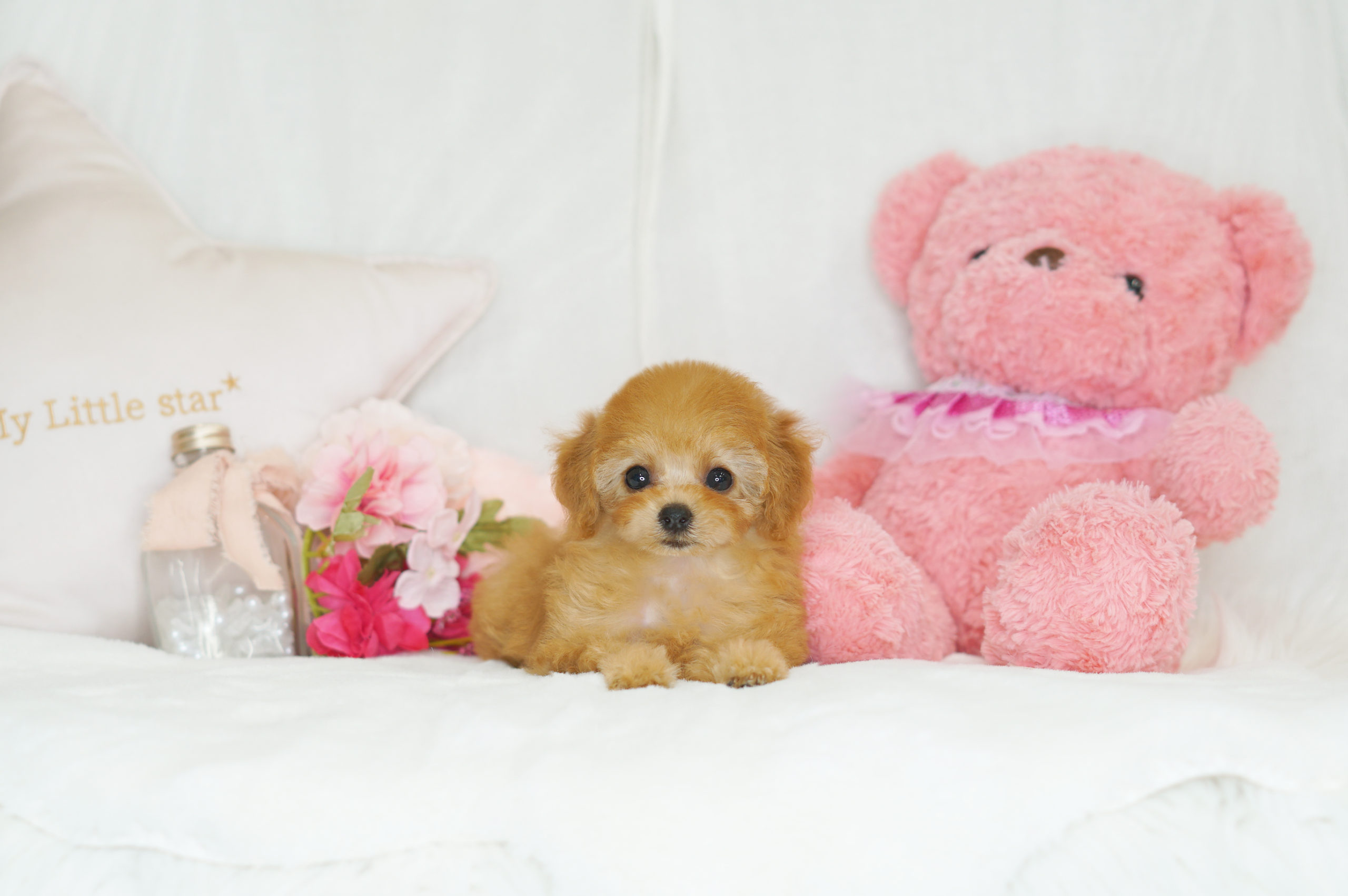 ORF_4 | ヨークシャーテリアのブリーダー｜東京、大阪